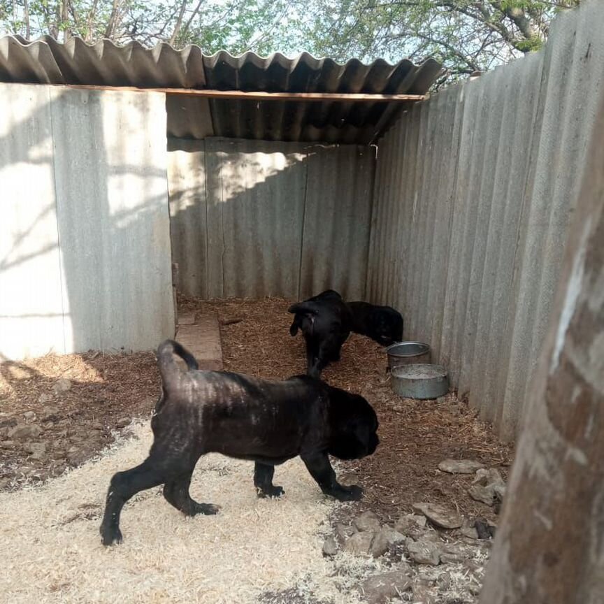 Неаполитанский мастиф