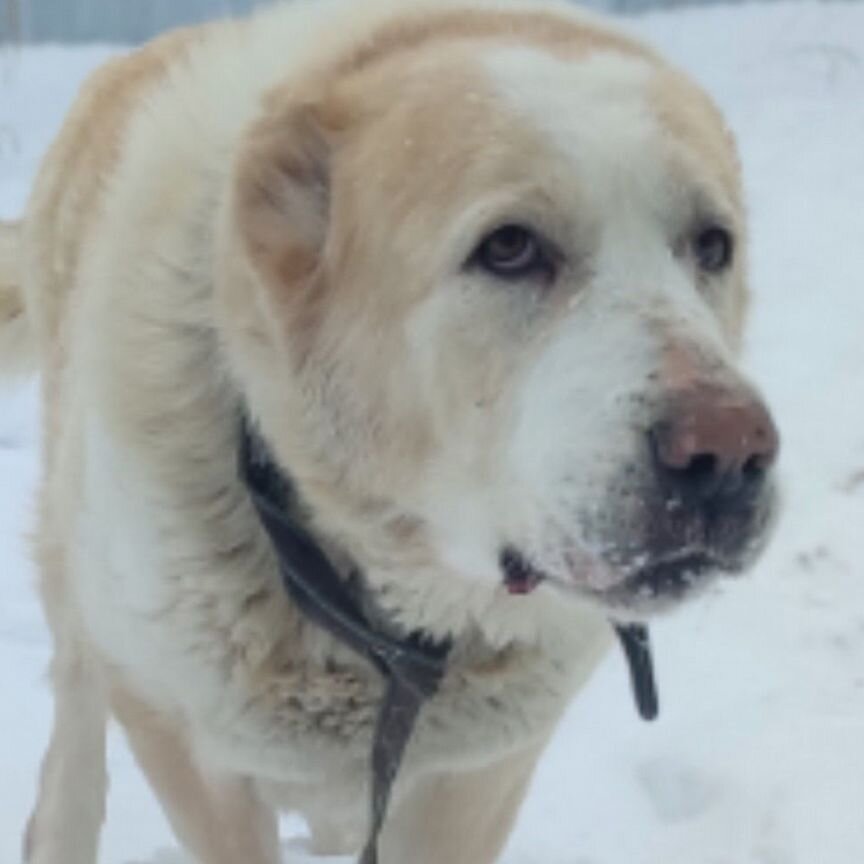 Бритни, матерая алабайка