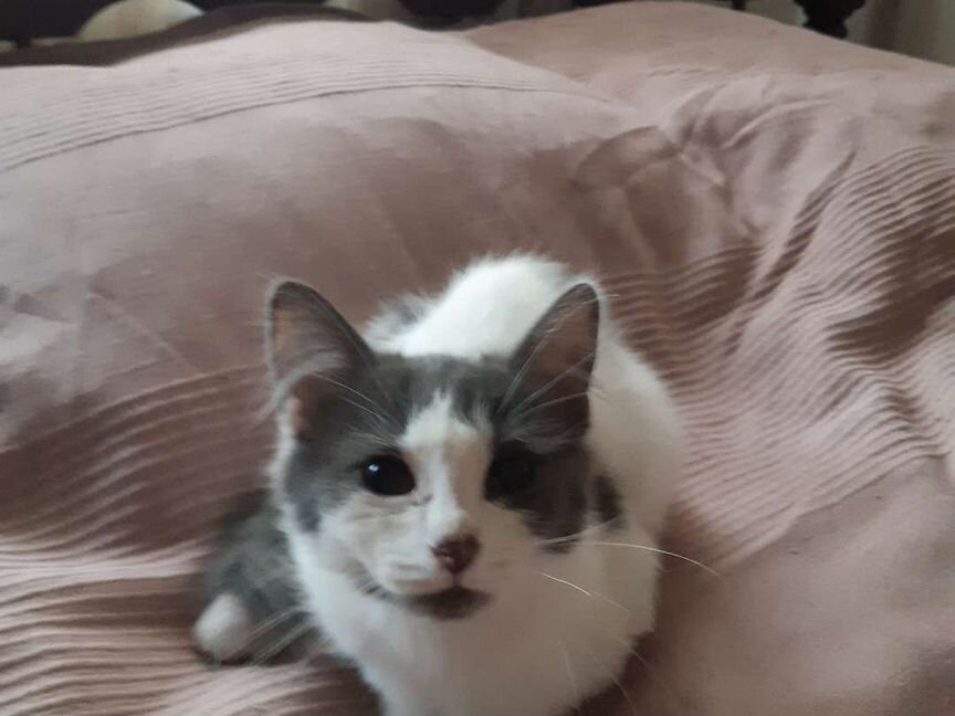 Шустрый котенок