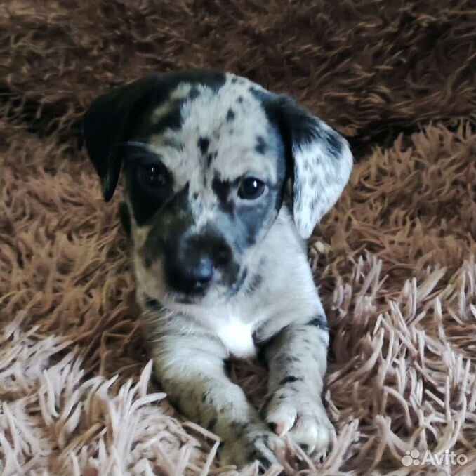 Щенки дизайнерской породы