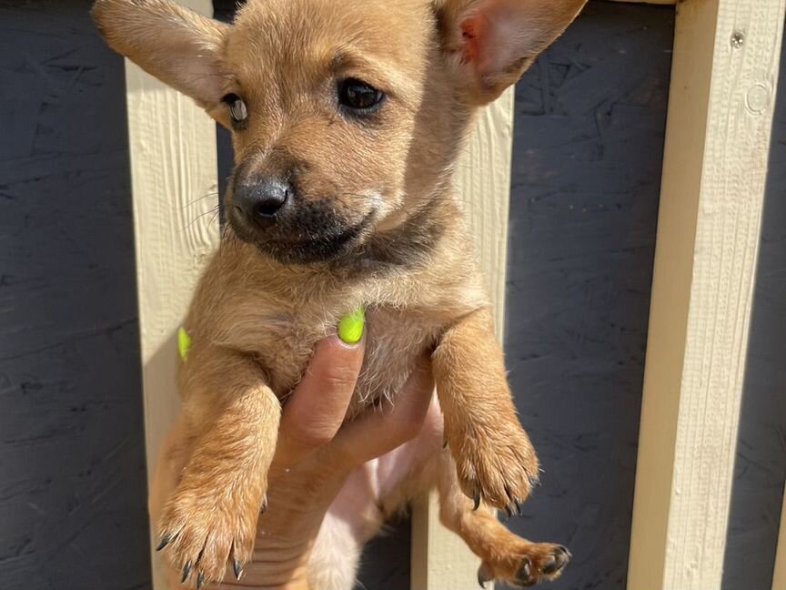 Щенки пинчера