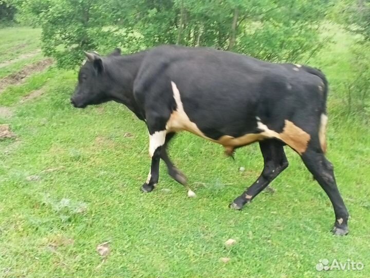 Бык