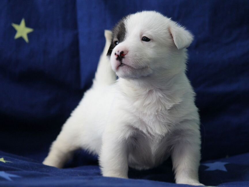 Щенок от маленькой собаки в добрые руки