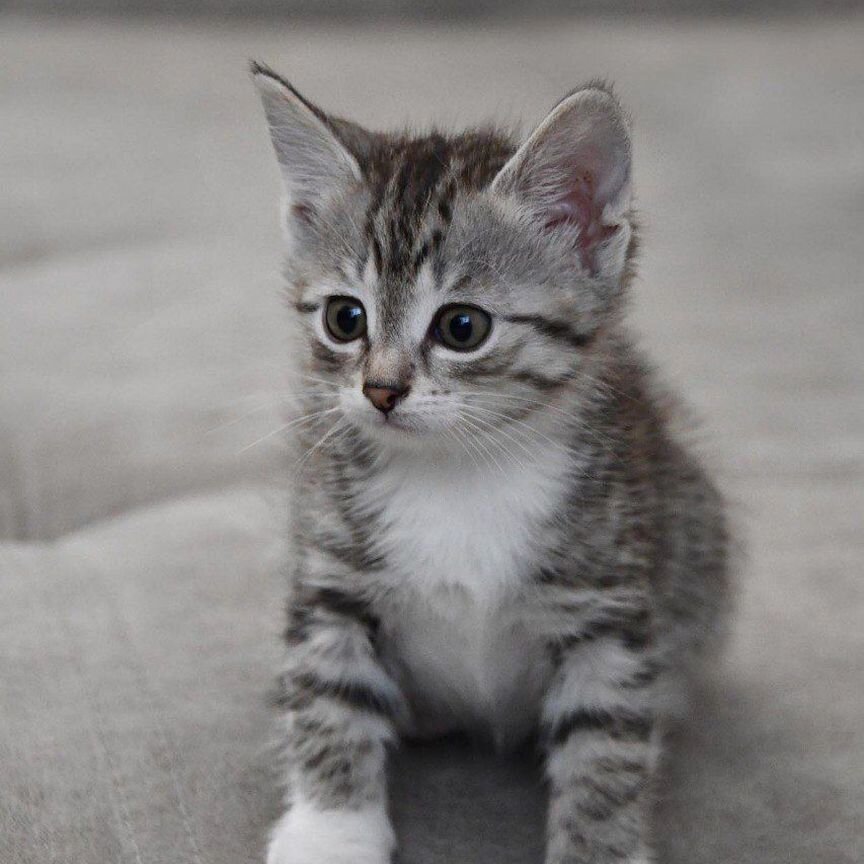 Кошечка 1.5 месяца ищет дом