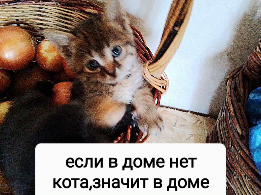 Котята в добрые руки бесплатно