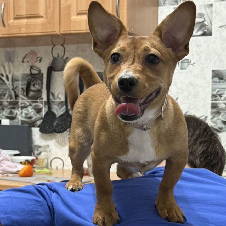 Щенок в добрые руки