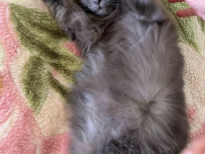 Плюшевая красотка