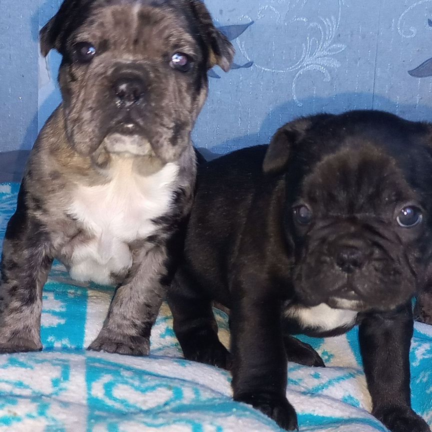 Французский бульдог, щенок