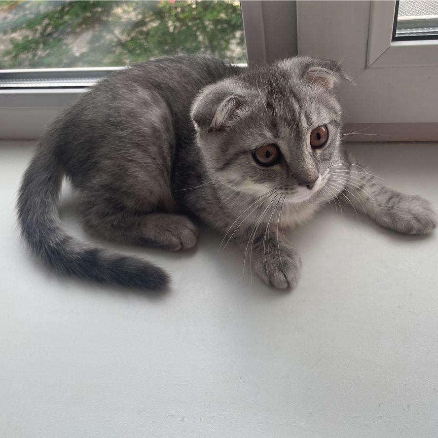 Шотландский вислоухий короткошёрстный котёнок