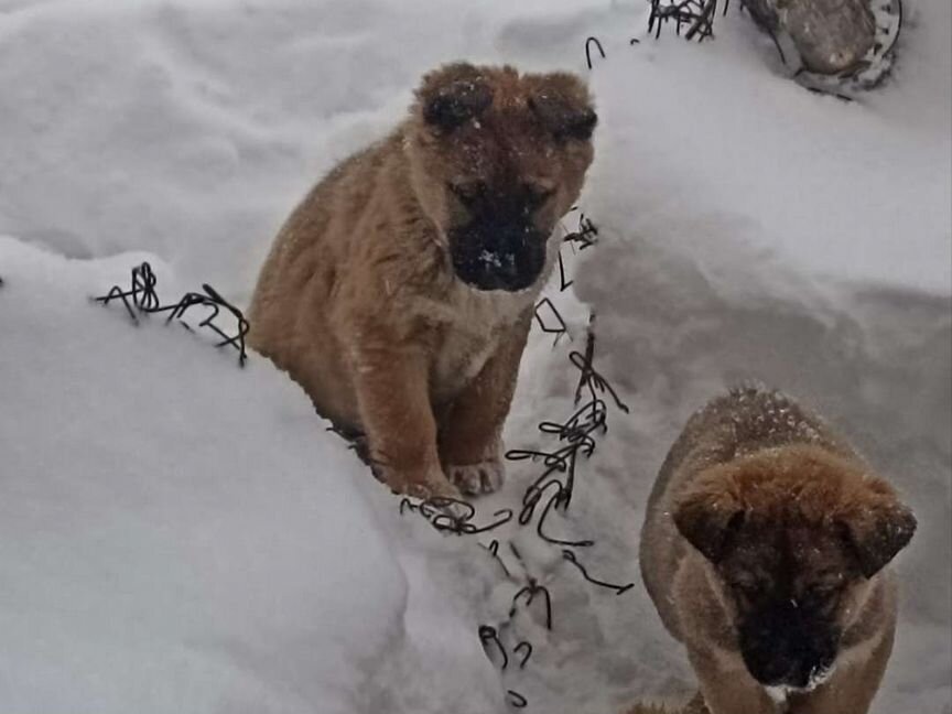 Щенок в добрые руки