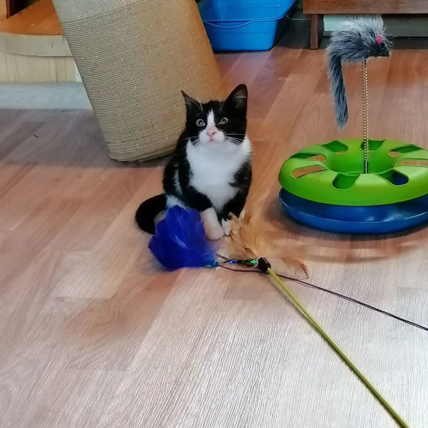 Котенок в добрые руки