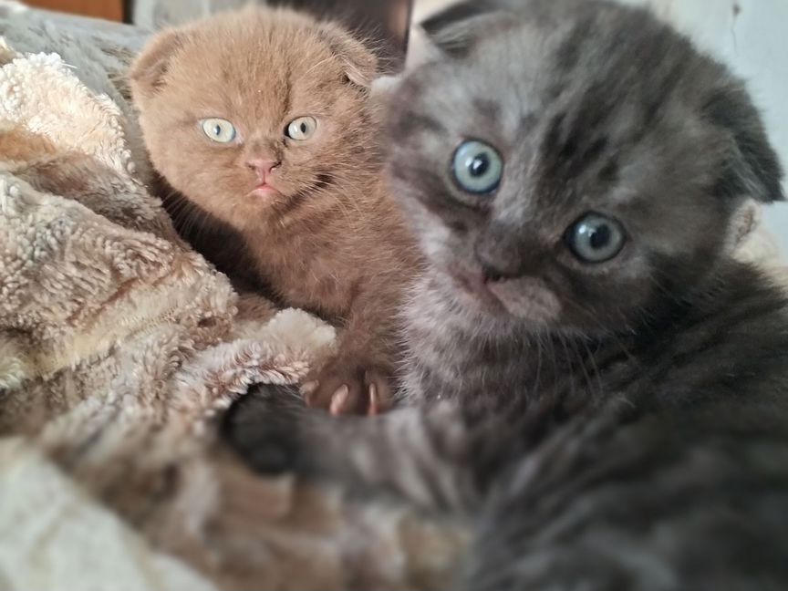 Шотландские вислоухие котята