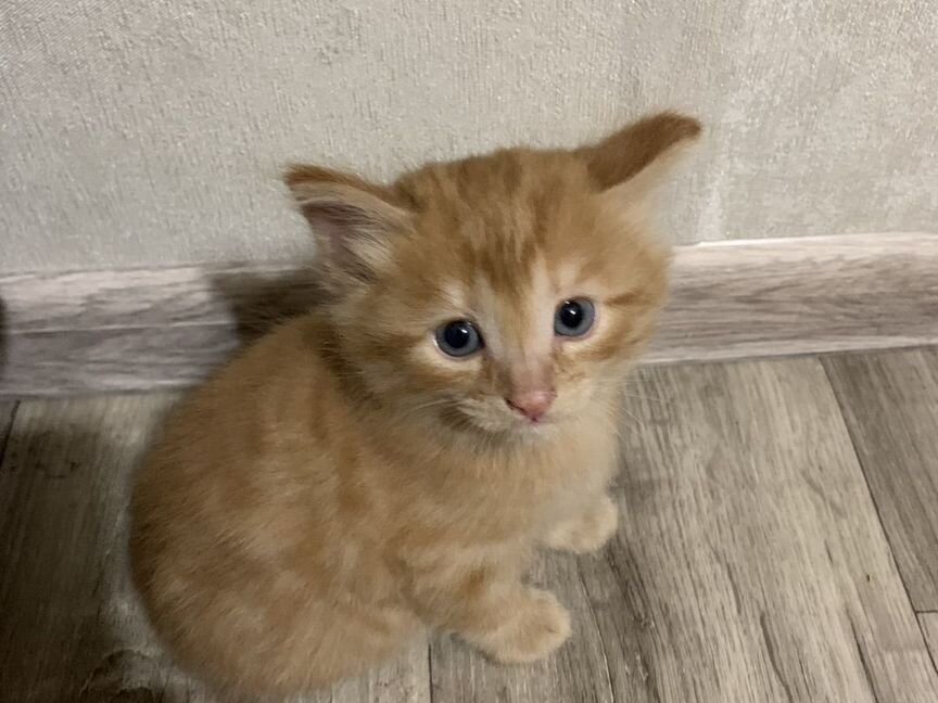 Котята в добрые руки бесплатно
