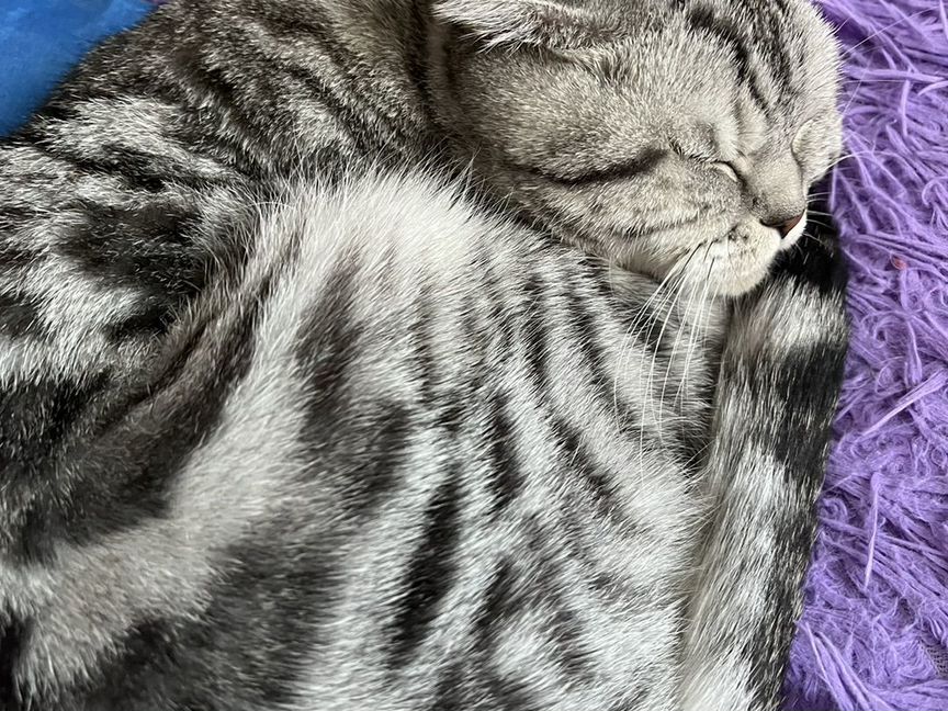 Шотландская вислоухая кошка