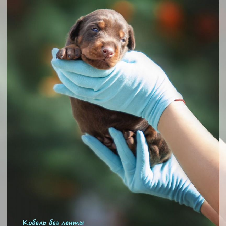 Щенки добермана