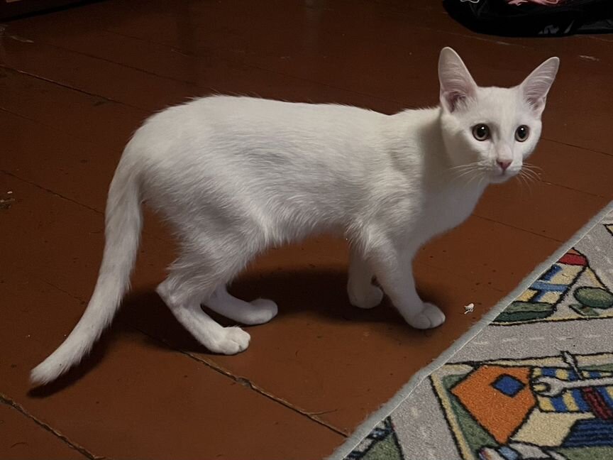 Котик 5мес в добрые руки