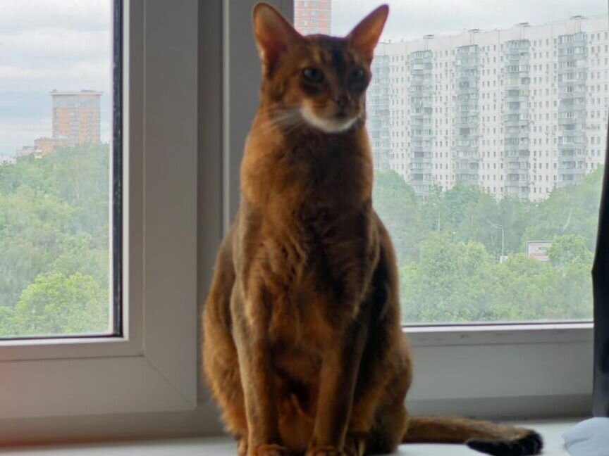 Абиссинский кот в добрые руки бесплатно