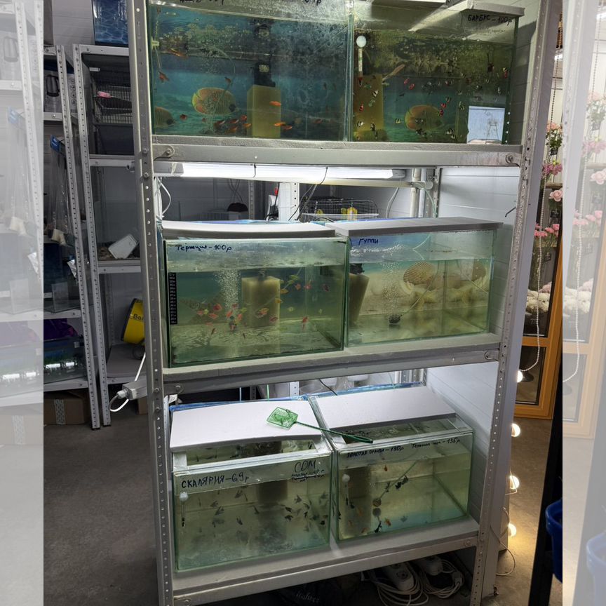 Рыбки со всем оборудованием