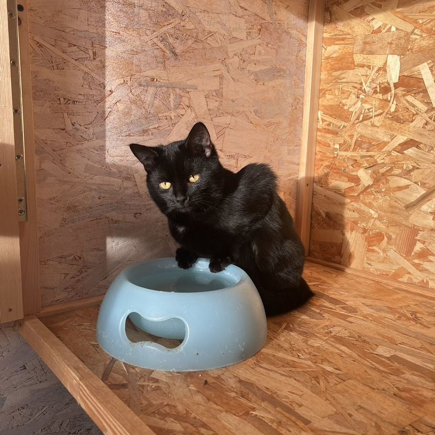 Черные котята в добрые руки бесплатно