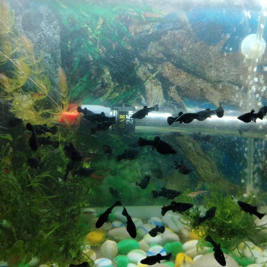 Рыбки молинезии