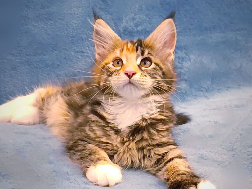 Мейнкунчик