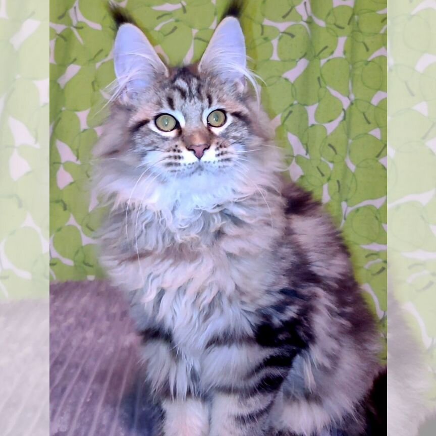 Мейн-кун котёнок