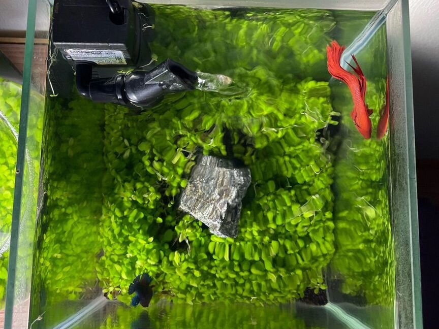 Аквариум квадратный 7л