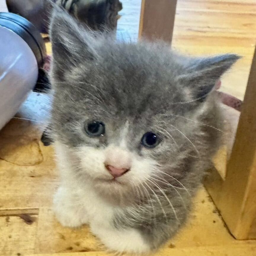 Мейн-кун котёнок