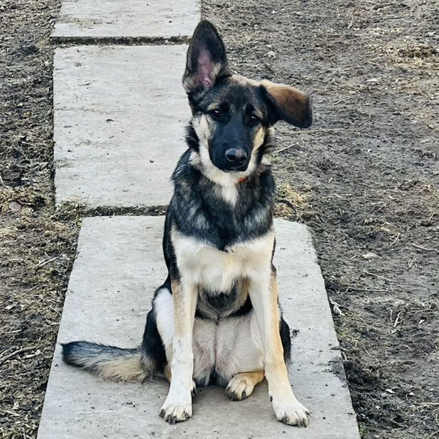 Щенок подросток