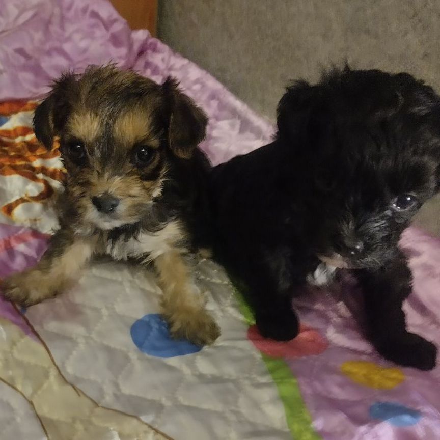 Щенок в добрые руки