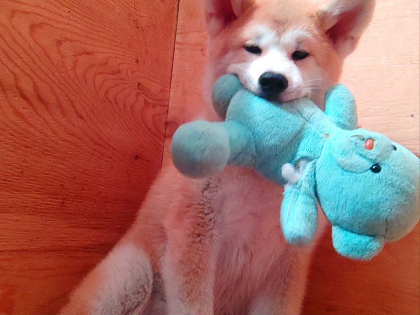 Щенки Акита-ину с крови Чемпионов Мира