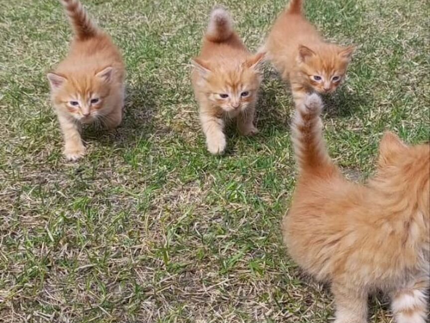 Котята в добрые руки бесплатно
