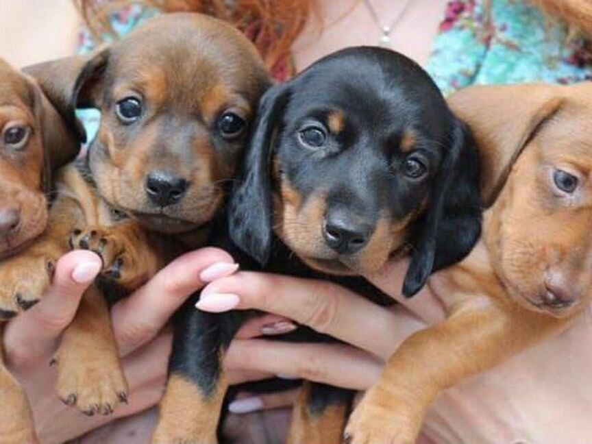 Мини таксята