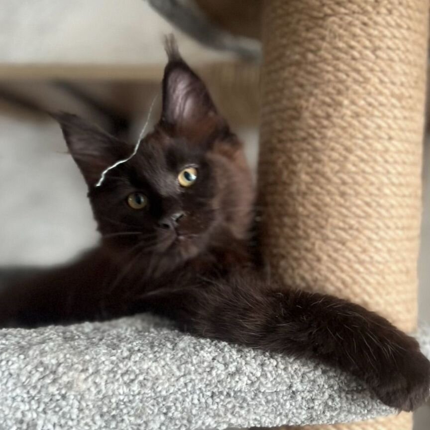 Мейн-кун котёнок