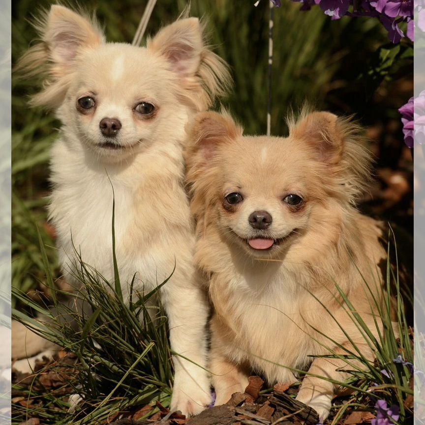 Чихуахуа, взрослая собака