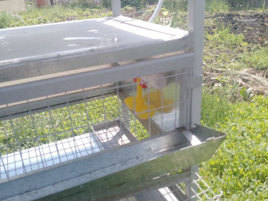 Клетка для перепелов