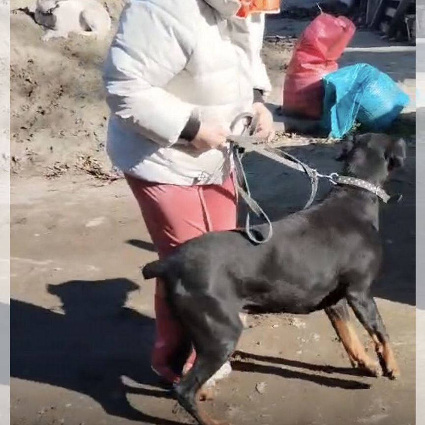 Доберман в добрые руки бесплатно