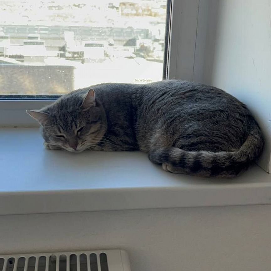 Кот Миша