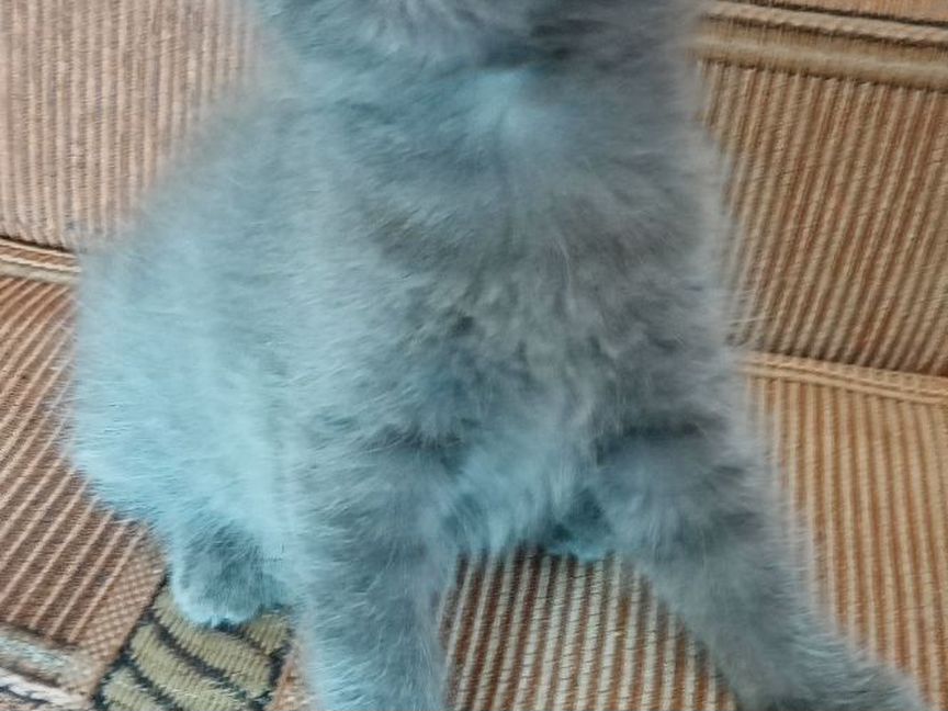 Британские котята