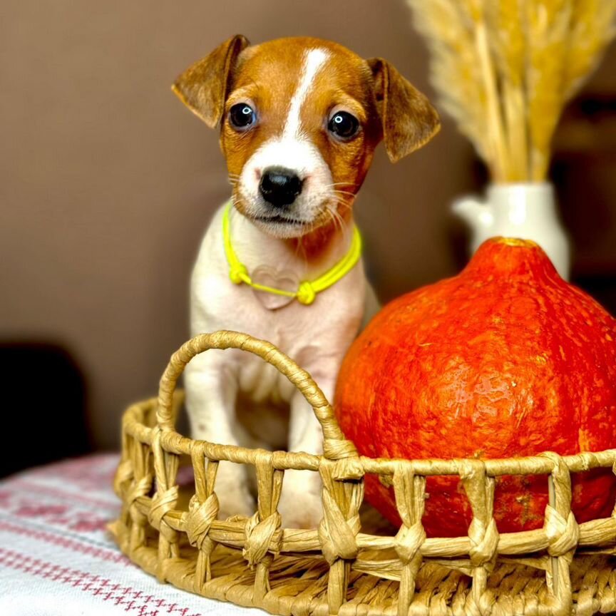 Щенки джек рассел терьер