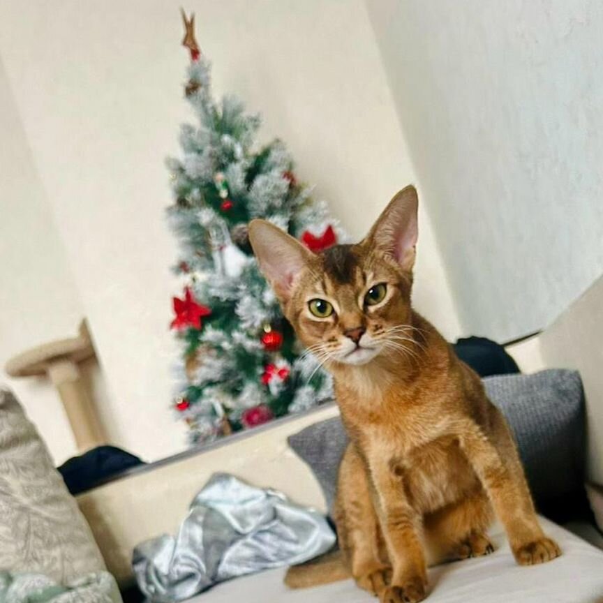 Абиссинские хвостики