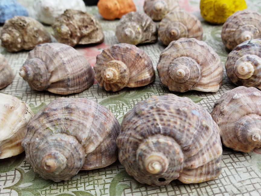 Ракушка рапан морская