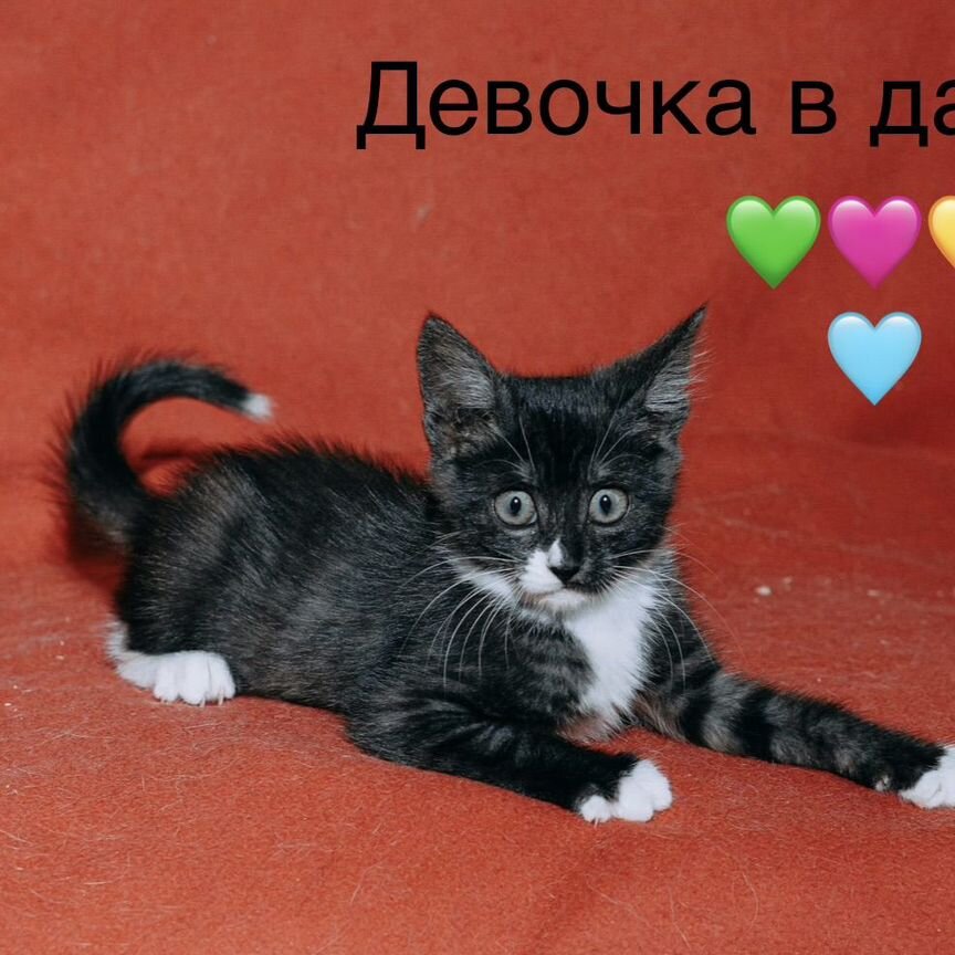 Котенок сладкий носик