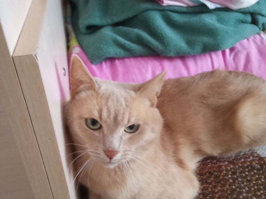 Кошка отдам в хорошие руки подобраны на улице