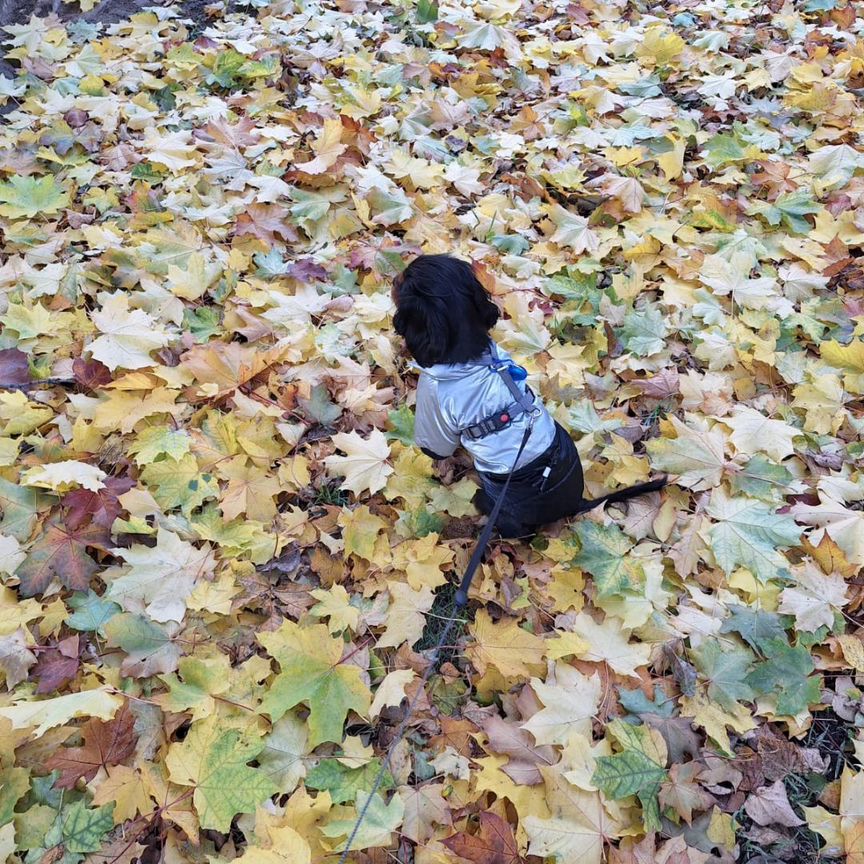 Ищу жениха кавалер кинг чарз спаниэль