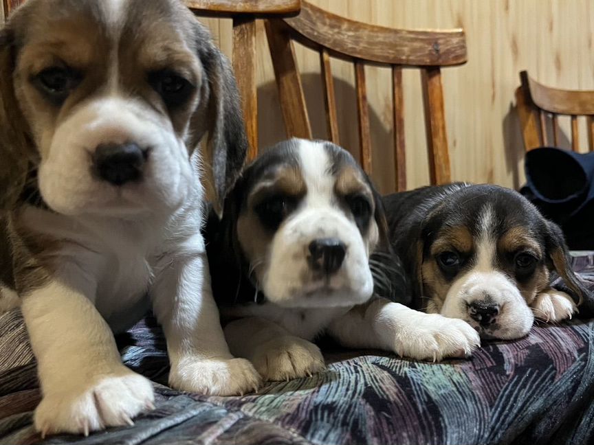 Щенки бигль