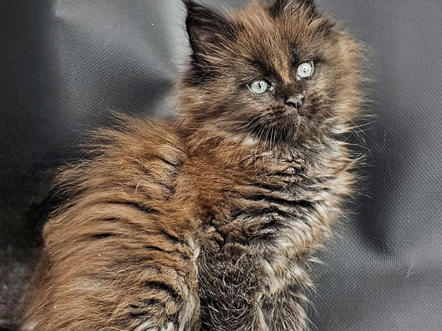 Котята мейн кун черные дымные
