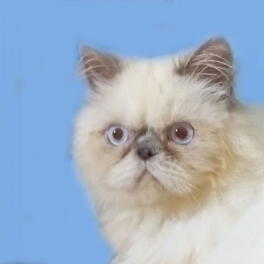 Персидские котята