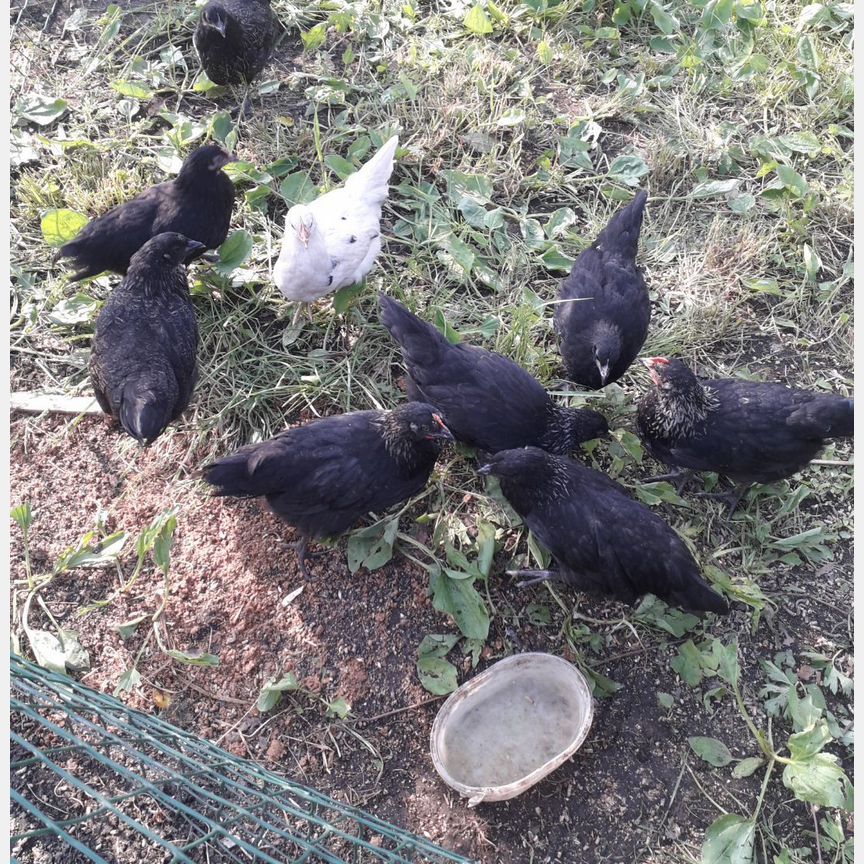 Куры молодки