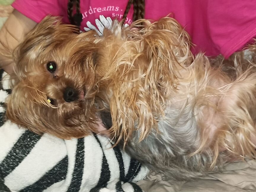 Йоркширский терьер стандарт